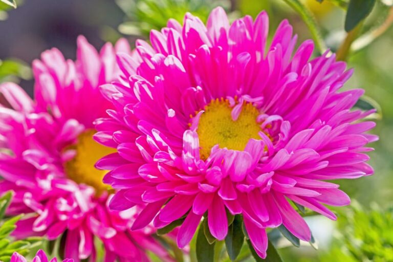 Syysasteri (Aster) | Huiskula Oy