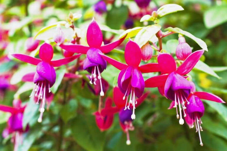 Verenpisara (Fuchsia) | Huiskula Oy